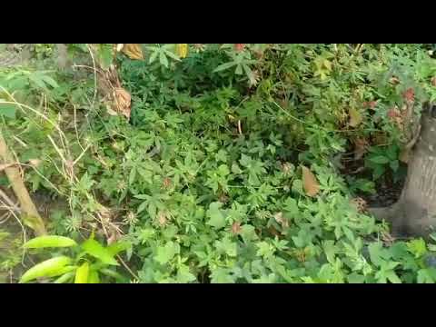 Linabugan nga manok - YouTube