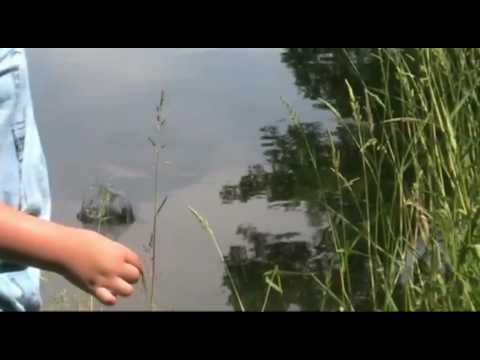 BERKLEY POWER BAIT CRAPPIE NIBBLES FOR BLUEGILL.m2ts - YouTube
