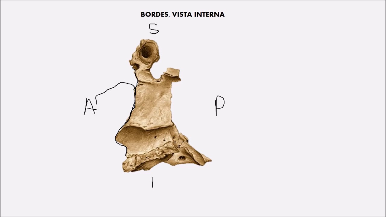 Hueso Palatino - YouTube