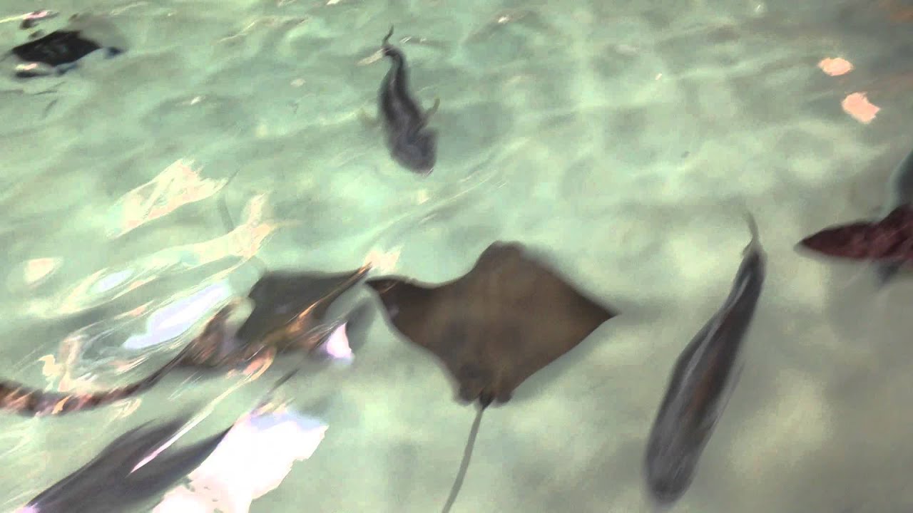 diff kinds of sharks n cownose ray - YouTube