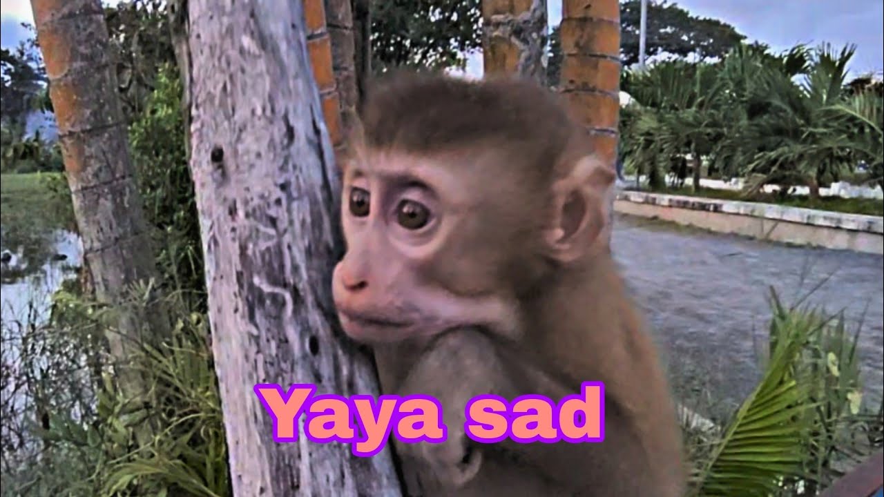Monkey Baby Yaya is not happy for a while.Wild Monkey - YouTube