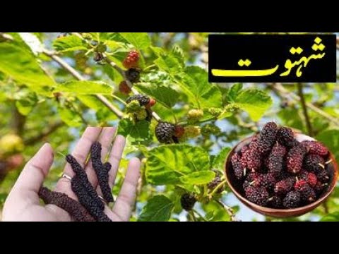 Kala Shahtoot | Black Mulberry Fruit | Harvesting Home Grown Black ...