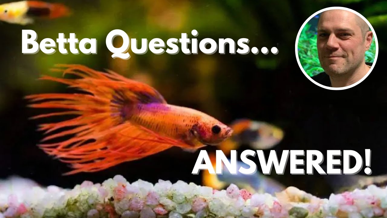 Betta Fish FAQs: Expert Advice for All Your Questions - YouTube