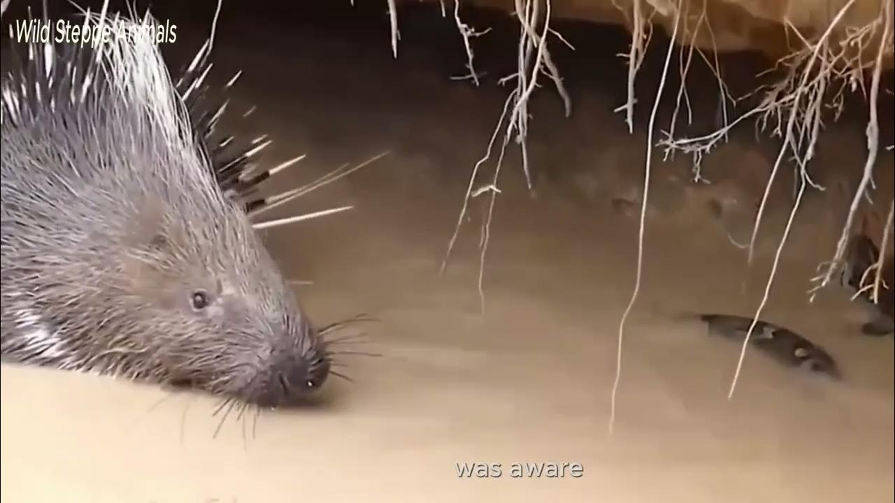 Porcupine vs Python An Unlikely Victor in the Animal Kingdom Showdown ...