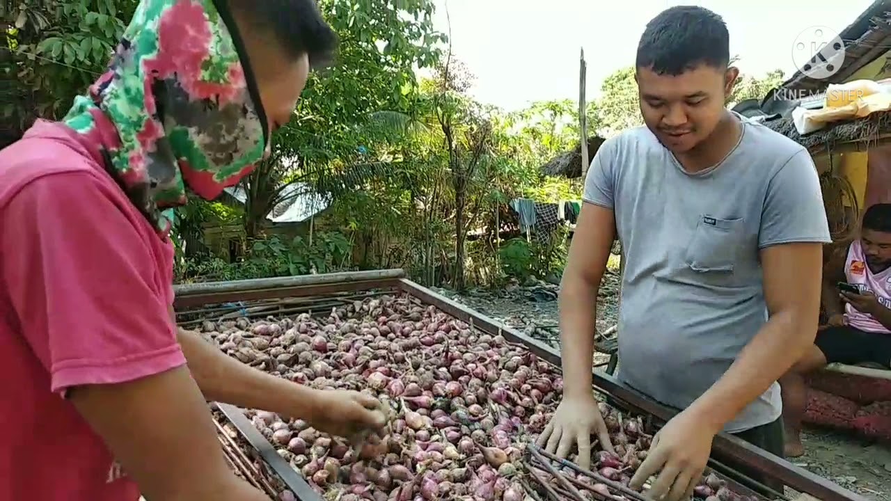 sibuyas pang bicol salandra - YouTube