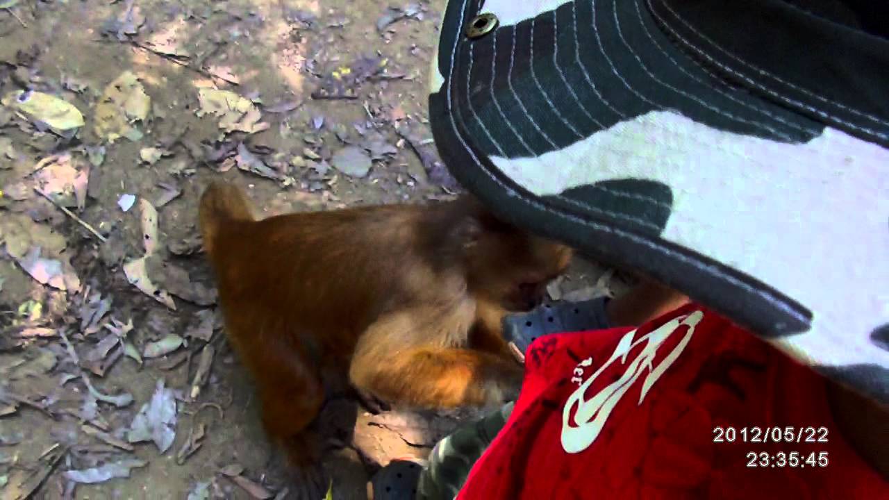 Autistic kids traveling in the amazon, feeding monkeys - YouTube