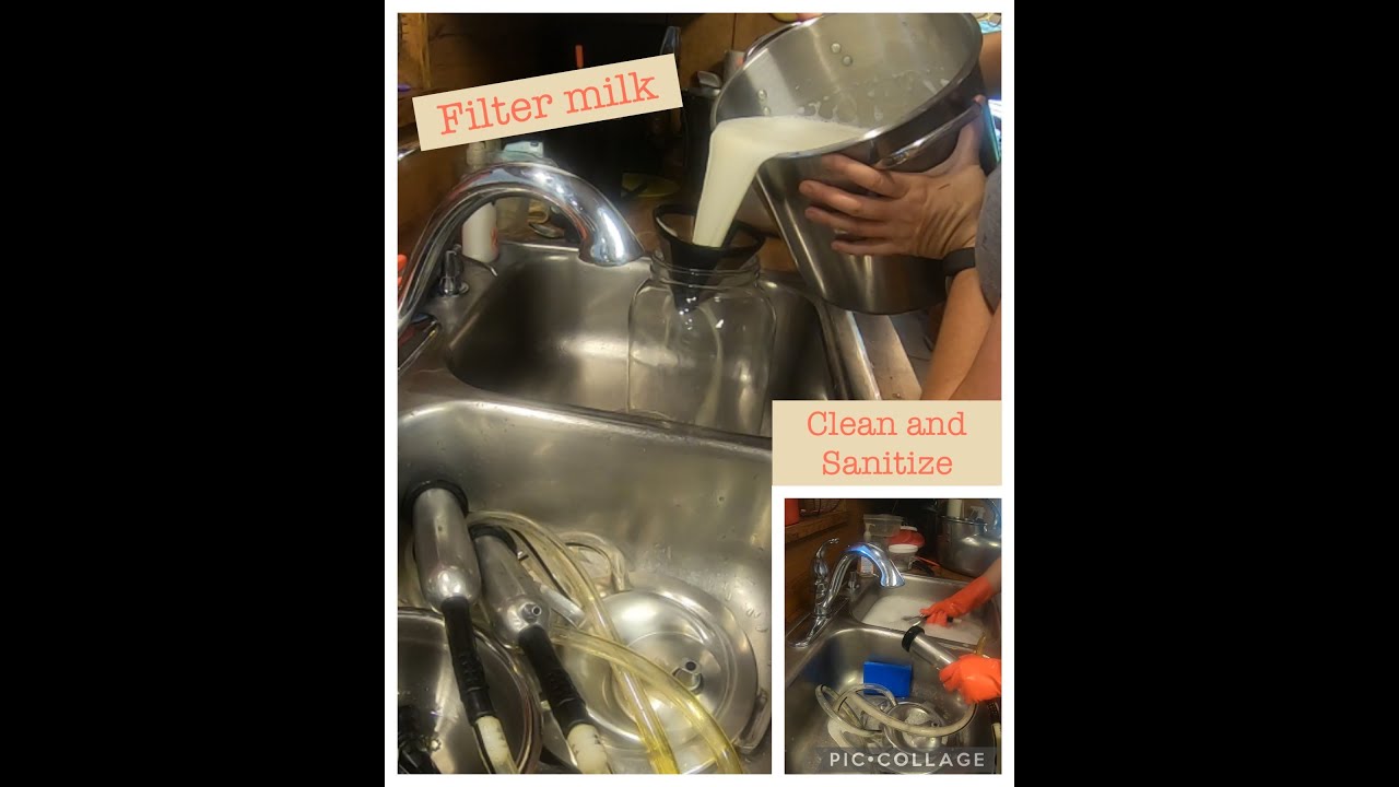 Filter, Store Milk and Cleaning Surge Bucket Milker! || Homestead Seed ...