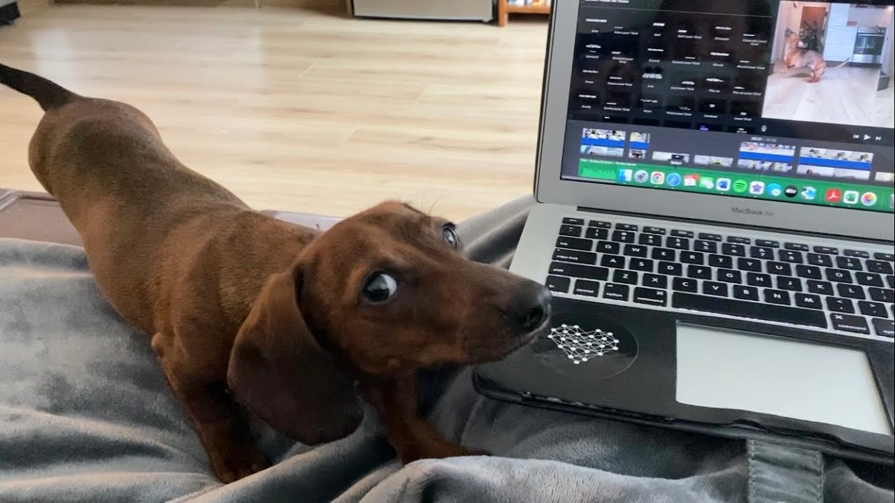 How mini dachshund feels about technology - YouTube