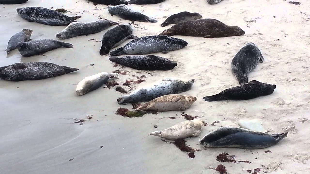Flopping seals - YouTube