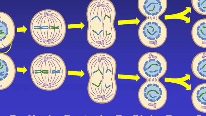 Meiosis 3 The SCIENCE LAB: MITOSIS And MEIOSIS