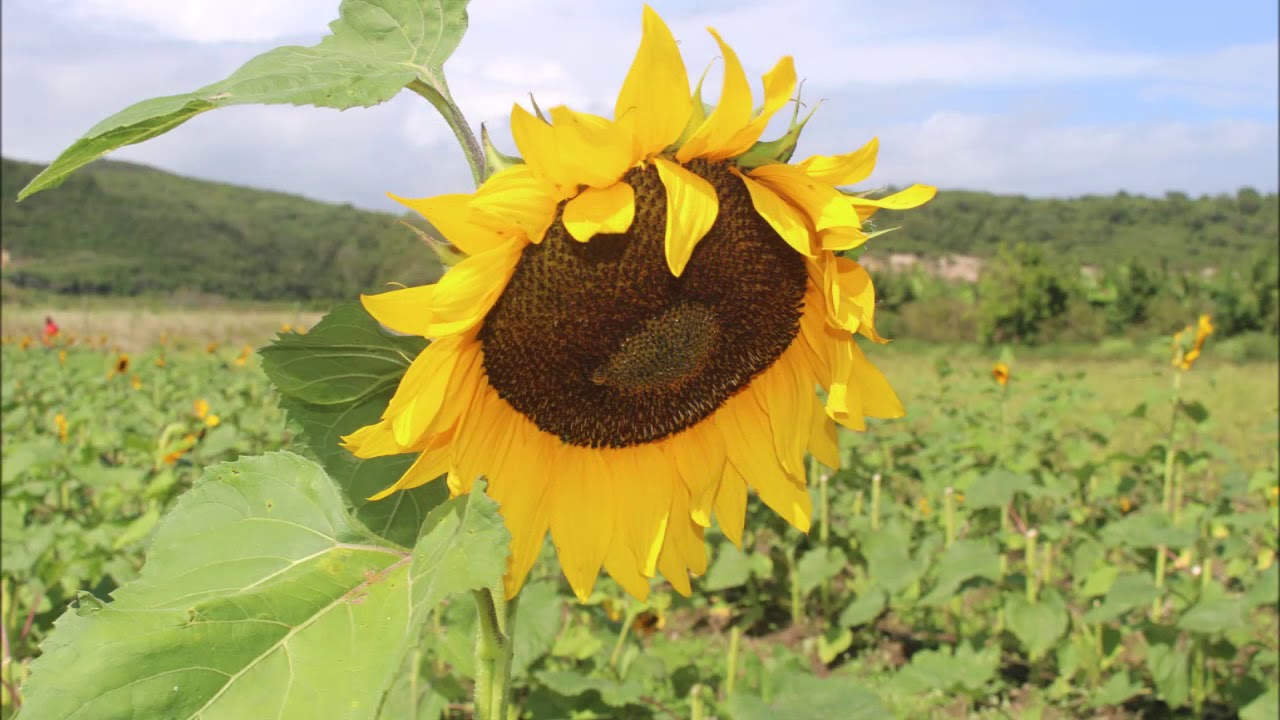 Fauna and Flora of Puerto Rico - YouTube