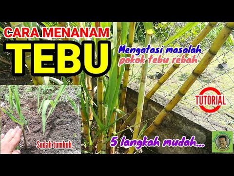 CARA MENANAM TEBU
