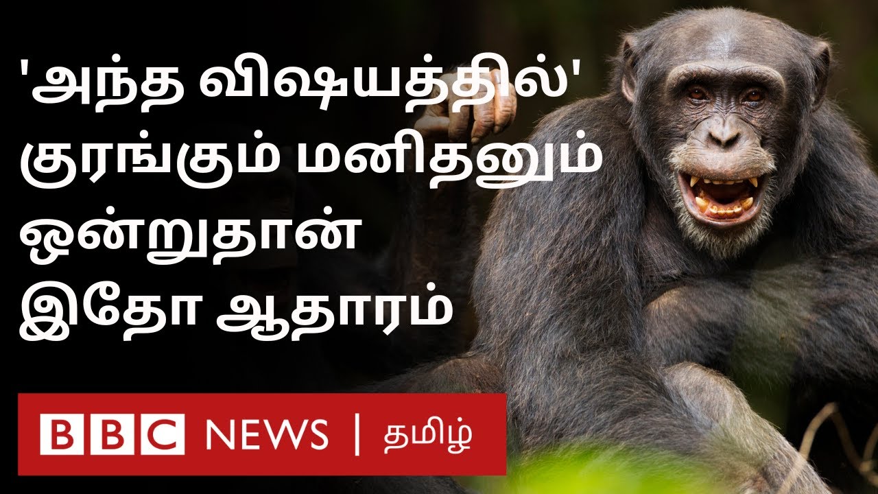 Chimpanzees Sign Language மனிதர்களுக்கும் புரிகிறதே, எப்படி? ஆய்வுகள் ...