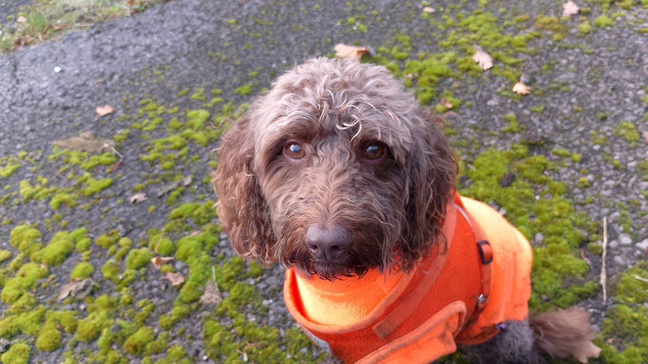 Sam the Cockapoo Adventure walking from Hurst Green to Longridge Fell ...