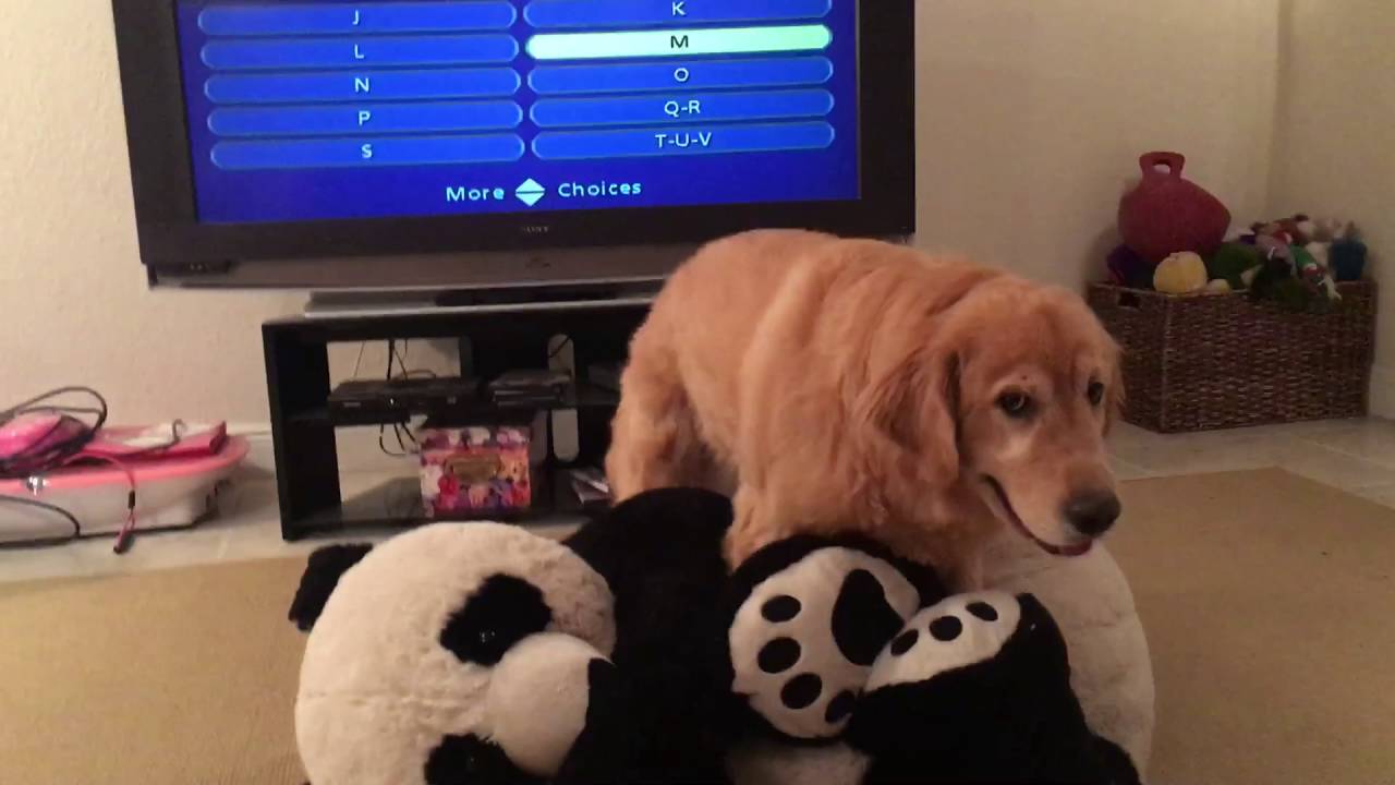 Scared Panda Panda Pandaaaa - YouTube