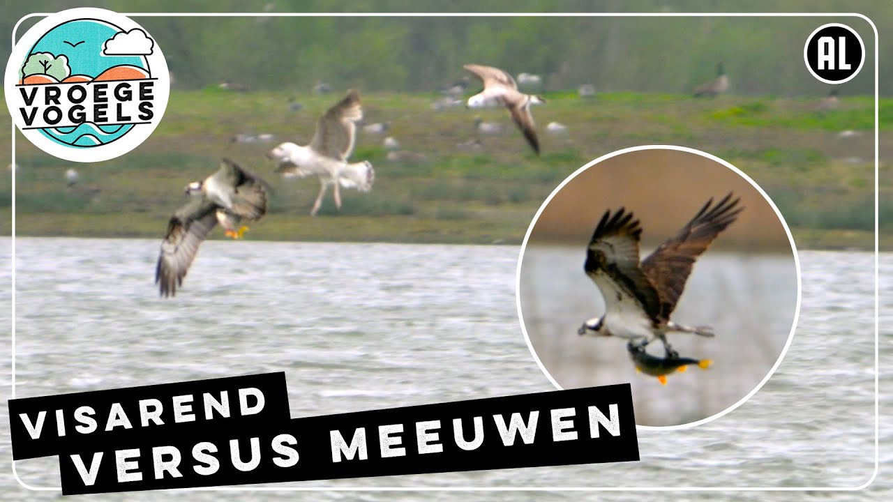 Prooi in de klauwen van een visarend | Zelf Geschoten | Vroege Vogels ...