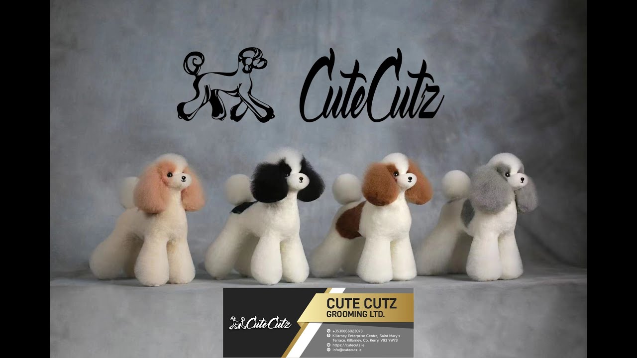 Mr. Jiang Teddy Bear Model dog model wig fit from Cute Cutz Grooming ...