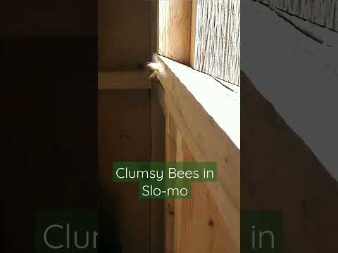 Why Do Wood Bees Bump Into Each Other