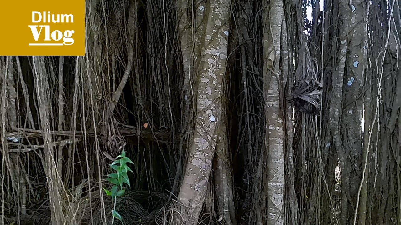 Multi-stemmed tree - YouTube