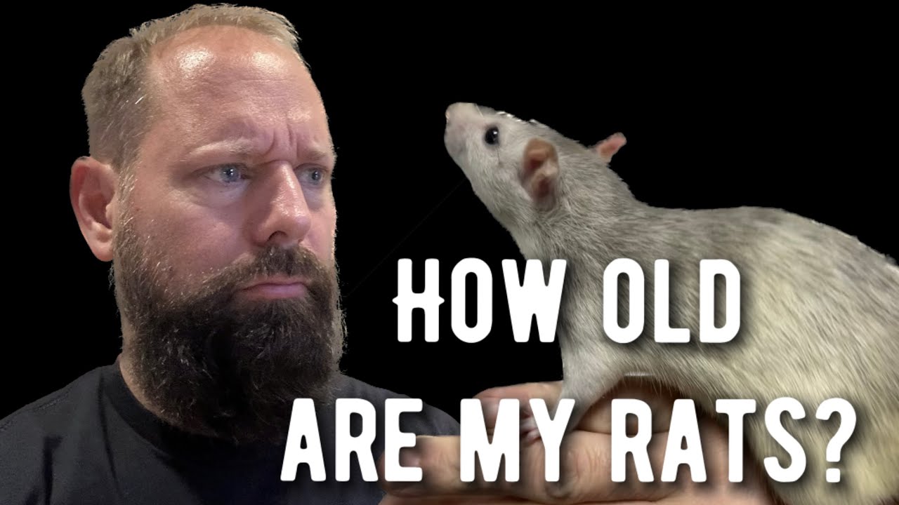 How to keep track of the age of your Rats! Tip for rodent breeding ...