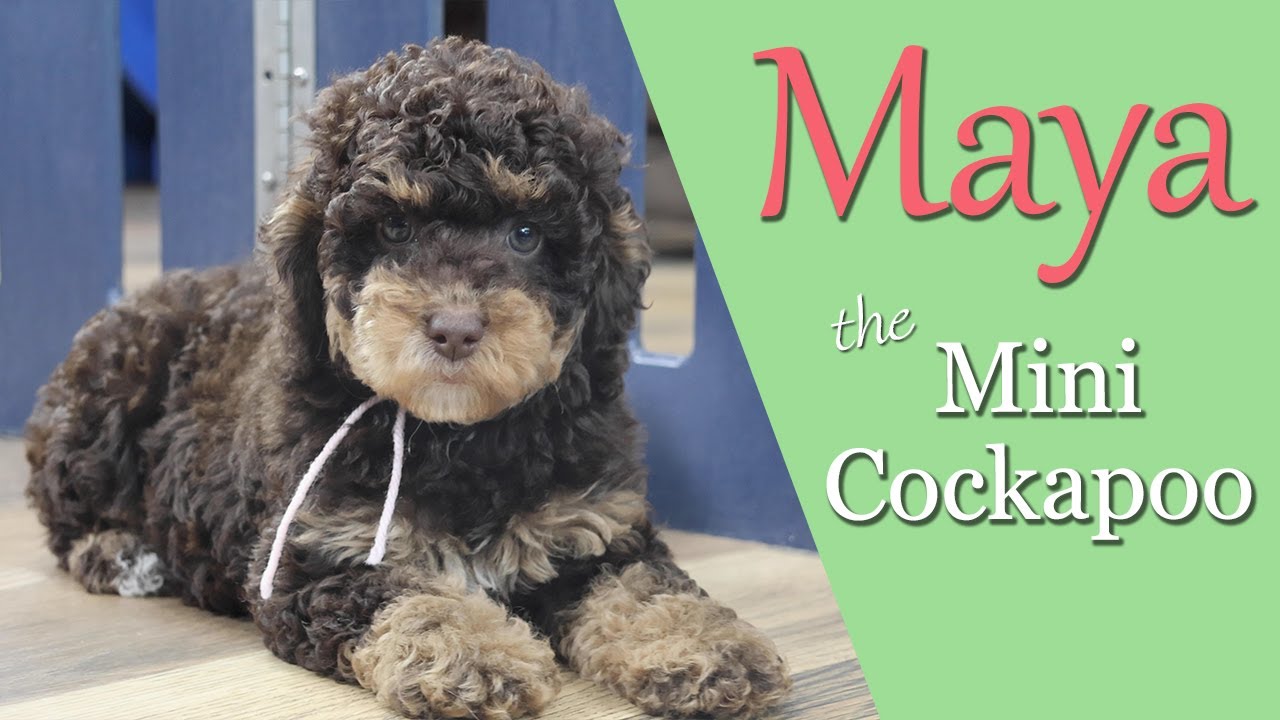 Maya the Phantom Mini Cockapoo Puppy - YouTube