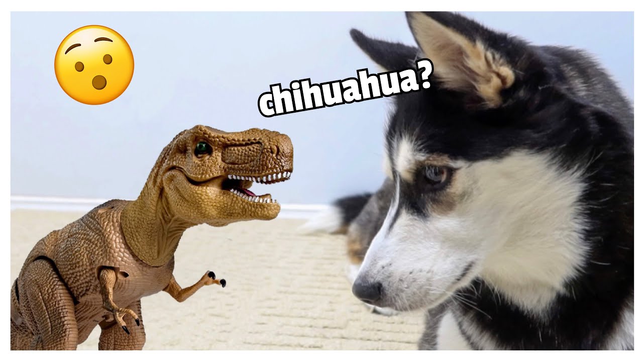 Alexa Orders My Husky A T- Rex! - YouTube