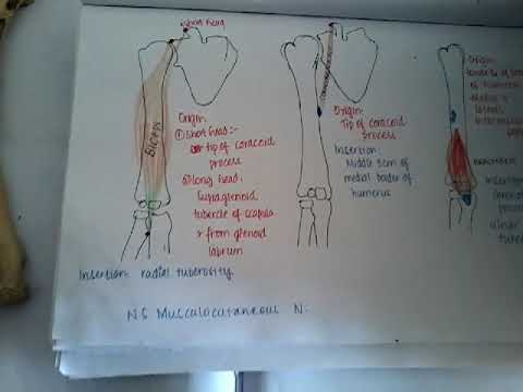 Anterior compartment of arm || anatomy - YouTube