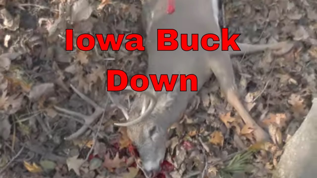 Iowa Buck on 10 Acres - YouTube