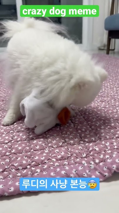 Crazy dog meme - YouTube