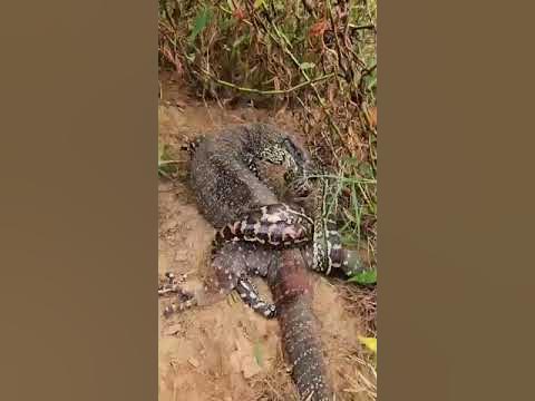 Battle against python Vs monitor lizard🤭 - YouTube