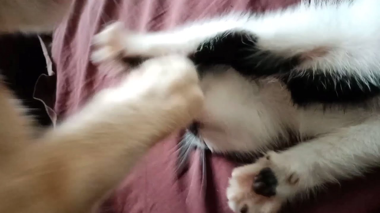 Jealous cat slaps a kitten! - YouTube