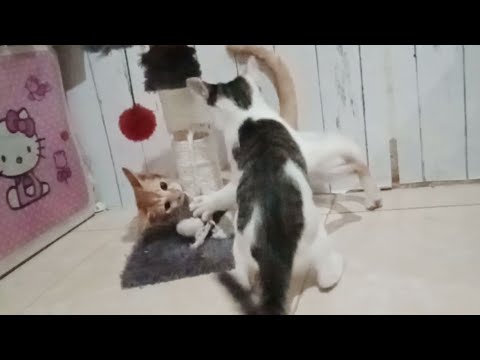 Funny kittens playing with each other || happy cat - YouTube
