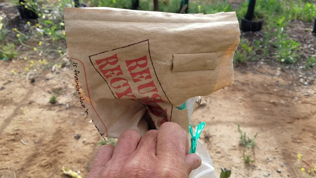 Dragonfruit graft experiment - YouTube