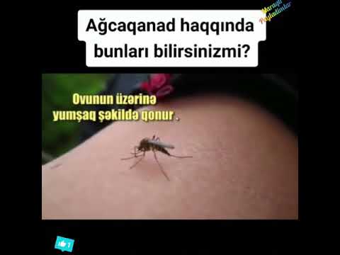 Agcaqanad necə sancır?(İzləyin məlumatınız olsun)