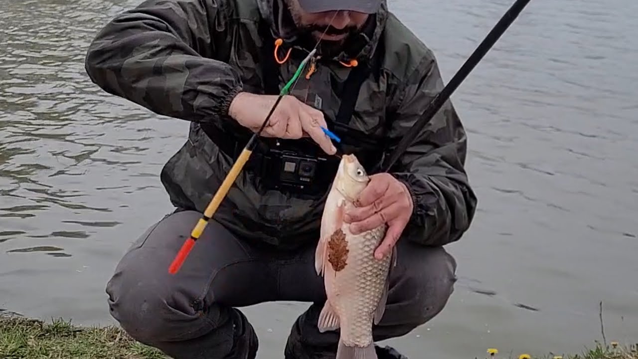 Pescuit CARAS la PLUTA cu VARGA la momeala vie (rama si vierme) - YouTube