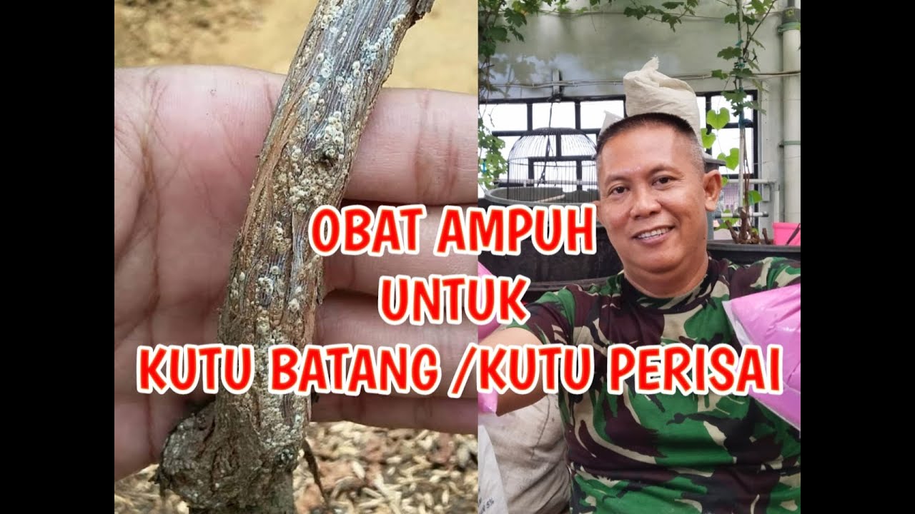 CARA MEMBASMI KUTU BATANG /KUTU PERISAI || #KUTUBATANG #KUTUPERISAI # ...