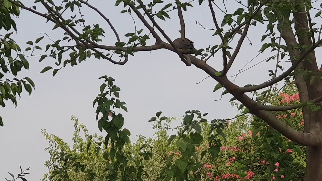 beautiful morning pigeon video, very soothing to watch , - YouTube