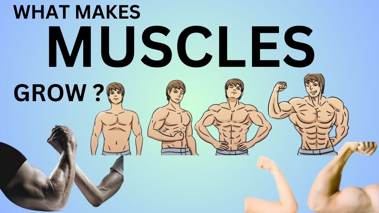 What makes muscles grow? - YouTube