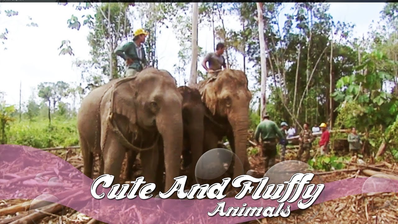 Elephant Teamwork! - YouTube