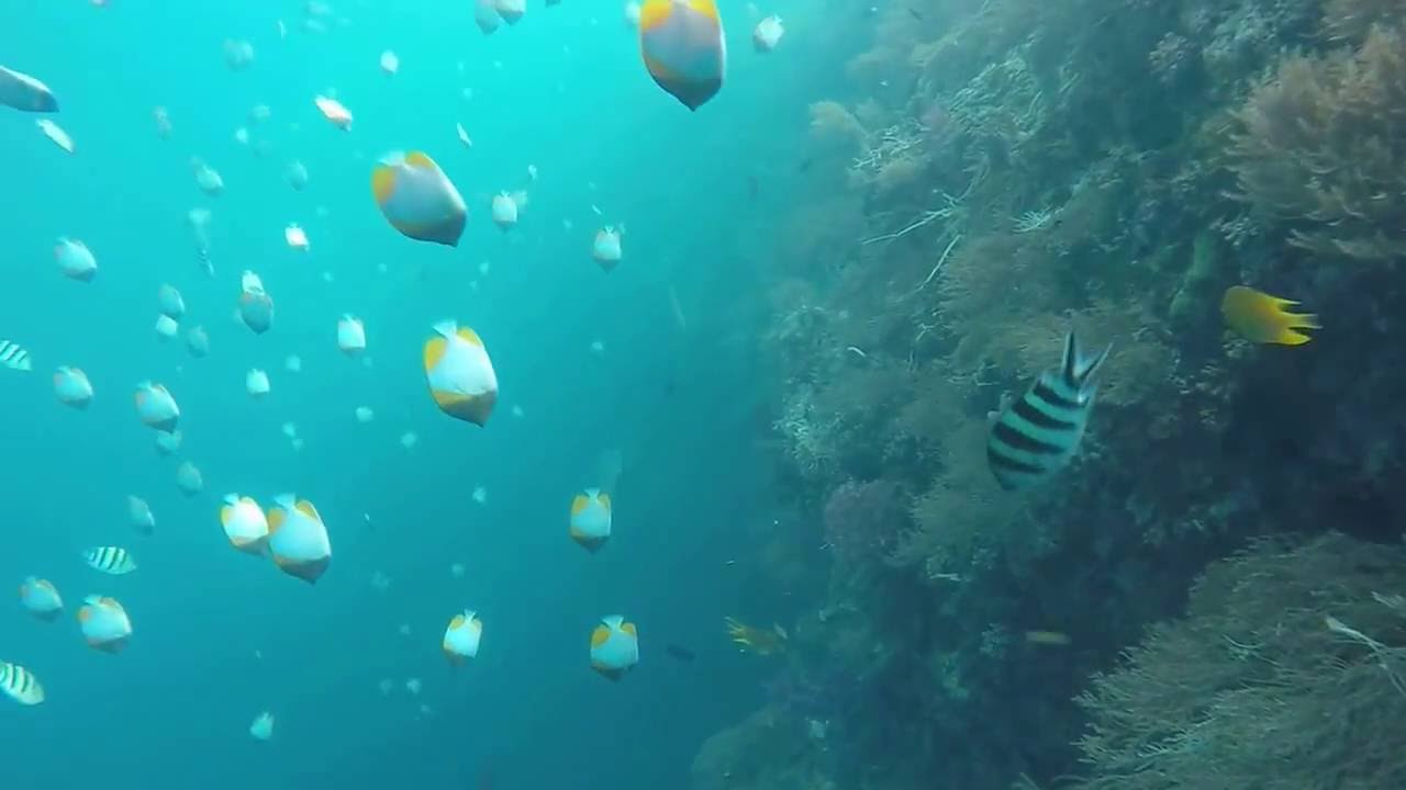 Palau Big Drop Off - YouTube