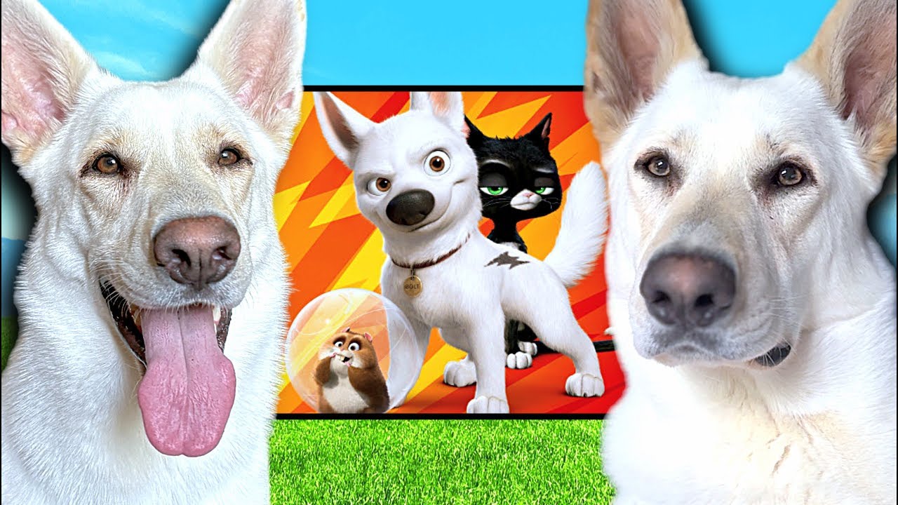 My Dogs Are The Real Life Version of Bolt! ⚡️ - YouTube