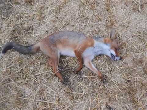 Chasse renard approche août 2014 - YouTube