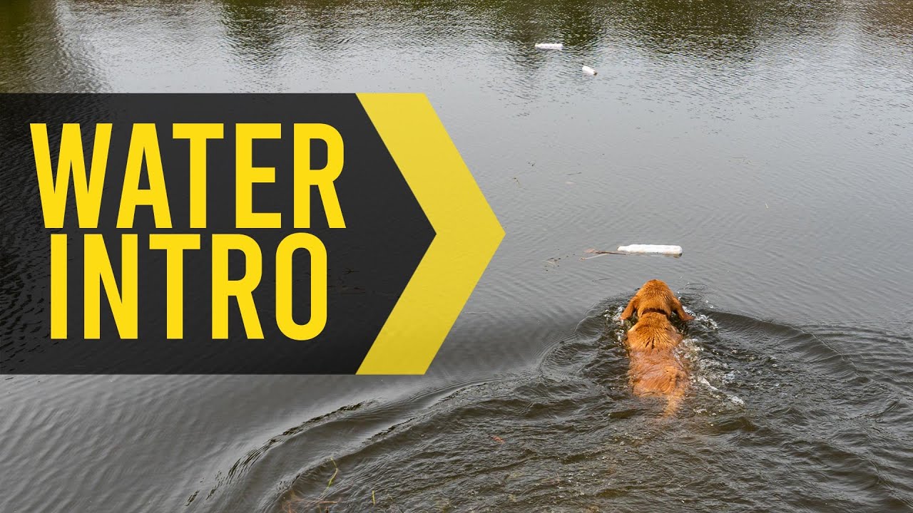 Water Introduction - Gun Dog Retriever Training - YouTube
