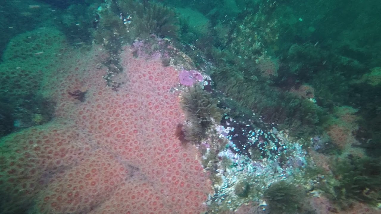 Long Island Wall Dive from Anacortes, WA, Part 12 - YouTube