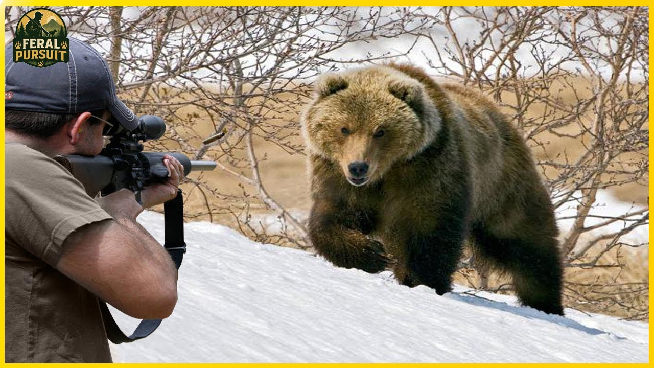 Deadly Pursuit – Rifle Hunts Against Massive Brown Bears of the ...