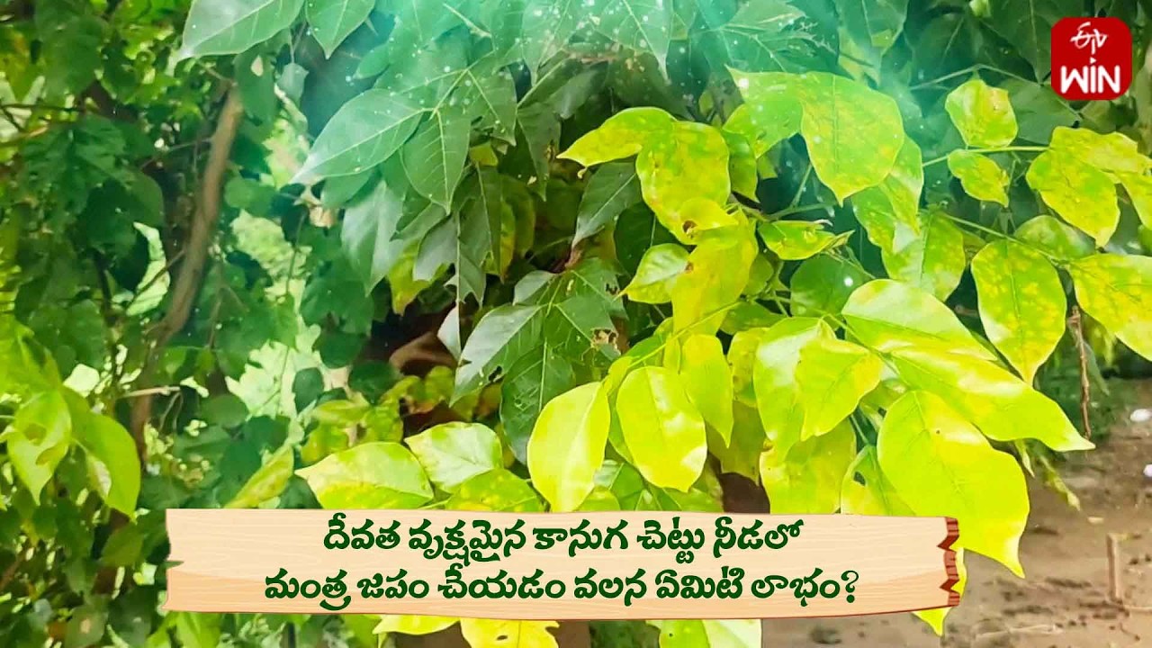 Kanuga chettu nidalo mantra japam cheyadam valana emiti labham ...