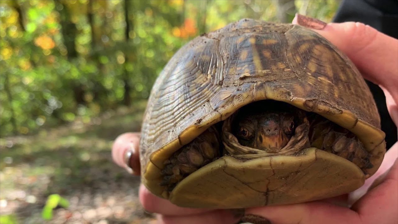 Lets Talk Turtles! - YouTube