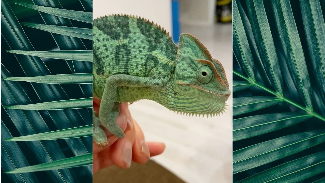 💙Chameleon TANTRUM at Owner /cute animals throwing tantrums #shorts ...