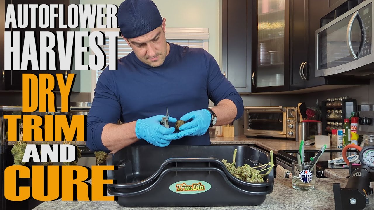 HOW TO HARVEST AN AUTOFLOWER (EPISODE 4) - YouTube