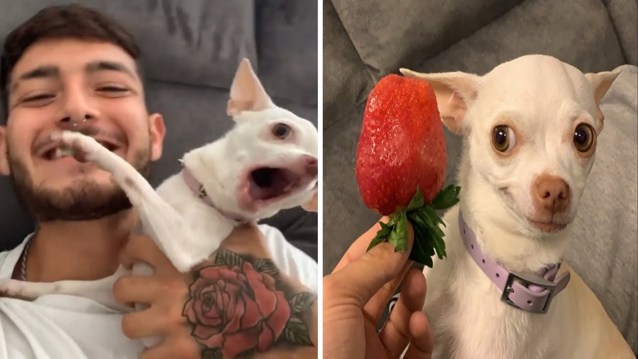 🔥the most angry nikki chihuahua compilation। chihuahua dog #10। Fanny ...